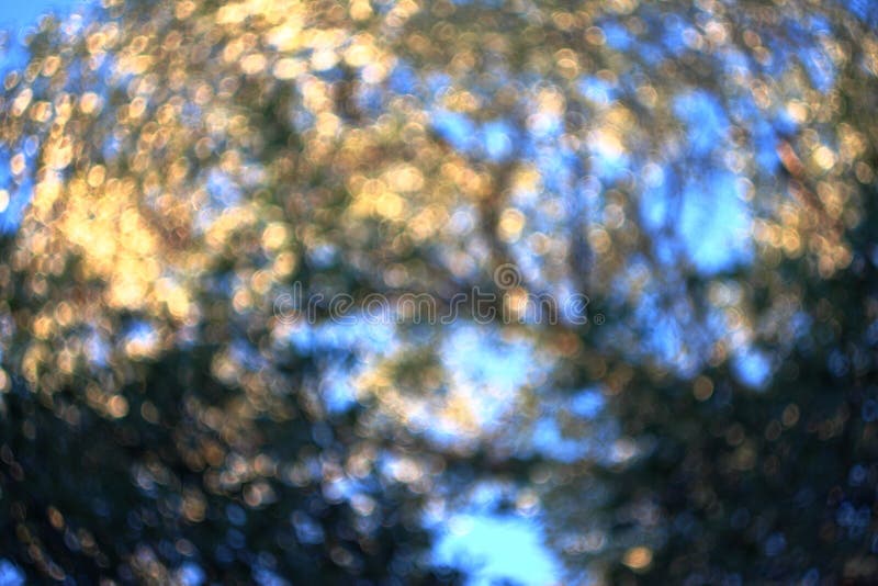 Blurred trees background stock photo. Image of focus - 183328142