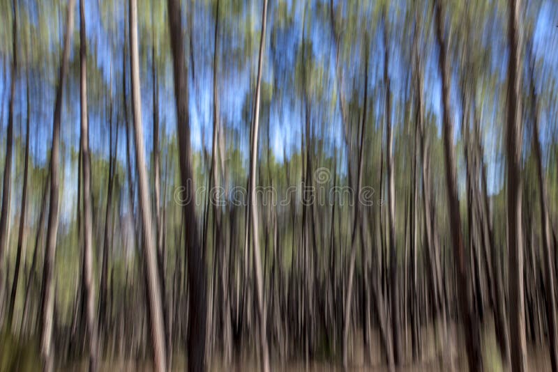 Blurry Trees Moving in a Forest Stock Photo - Image of brown, trees ...