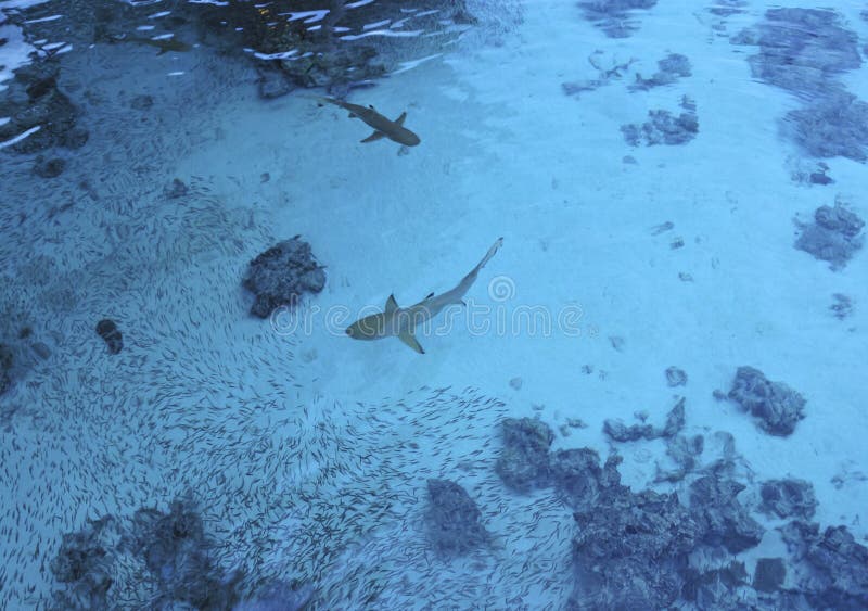 Blurred Underwater Image of Sharks Chasing School of Fish Stock Image ...