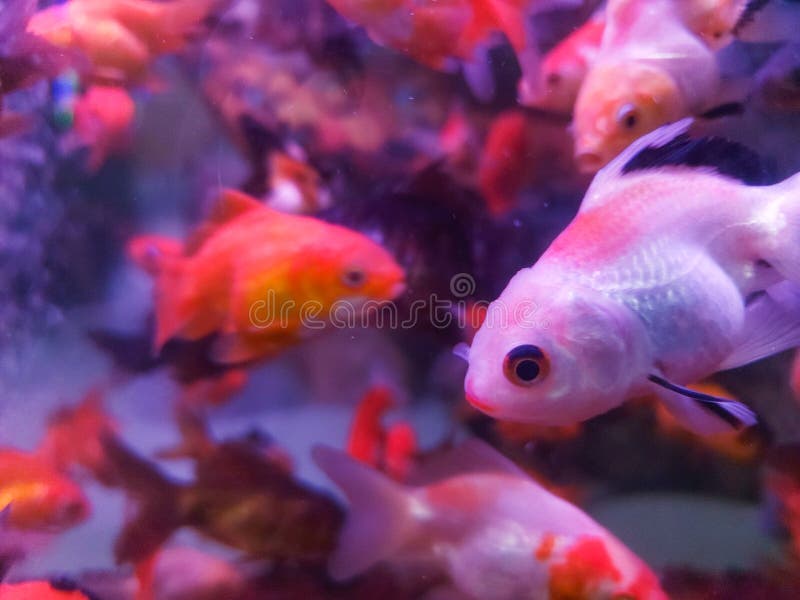 Blurred Various Fish in the Aquarium with Mixed Colors for Background ...