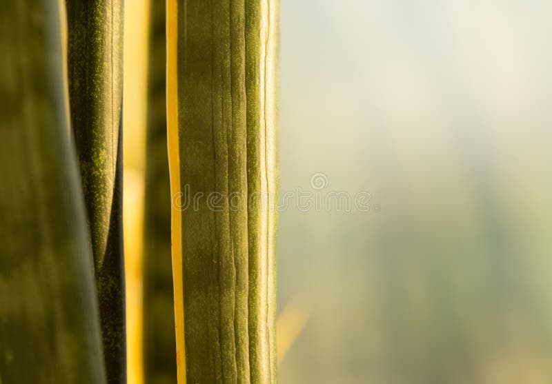 Blurred Vegetable Background Stock Image - Image of green, blade: 182173439