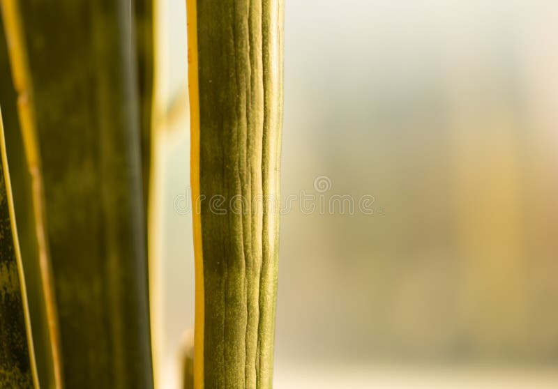 Blurred Vegetable Background Stock Image - Image of garden, field ...