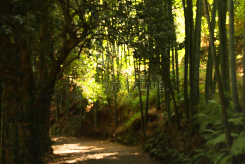 Blurred View of Beautiful Green Bamboo Forest and Pathway Stock Image ...