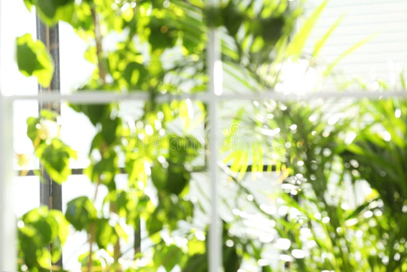 Blurred View through Window on Garden Stock Image - Image of sunlight ...