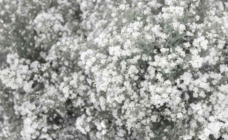 Blurred White and Grey Daisy Flower As a Background Stock Photo - Image ...