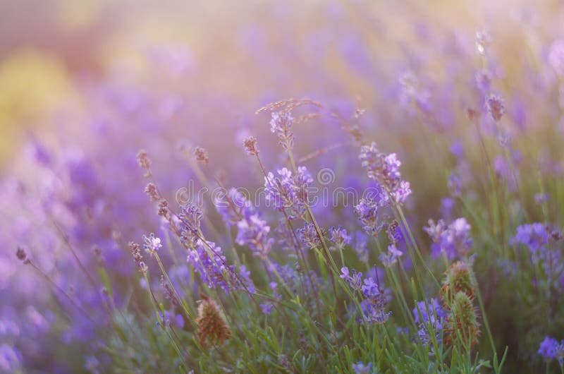 Lavender sunset stock image. Image of beautiful, france - 15553451
