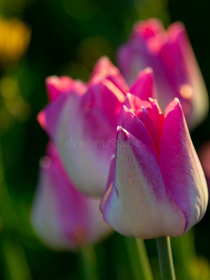 Gorgeous Tulips Close-up View Stock Photo - Image of tulips, green ...