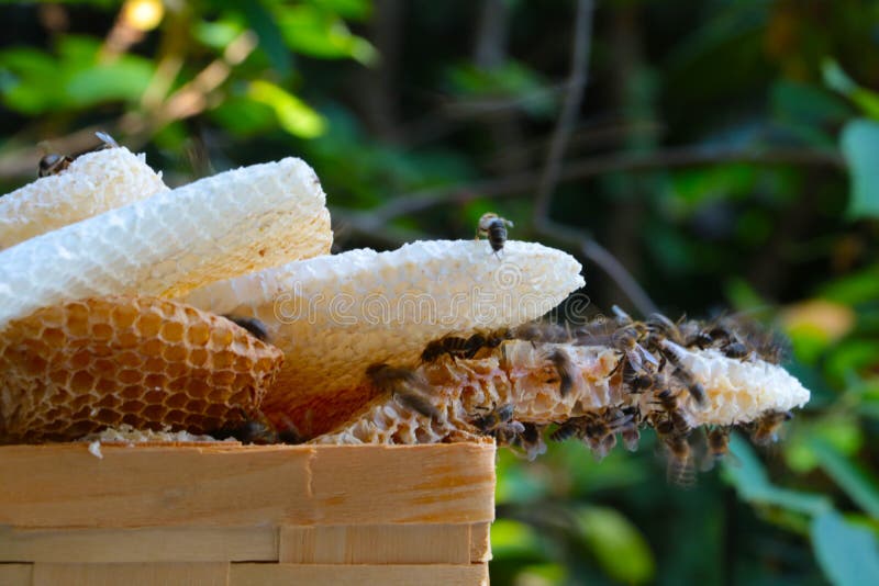 Blurry Background, Out of Focus, Bees Sit on Propolis Stock Image ...