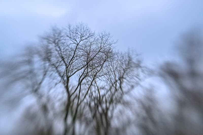 Blurry Bare Ash Tree Branches on a Blue Sky Stock Image - Image of ...