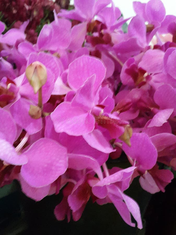 Orchid in bloom shots stock photo. Image of captured - 200582632