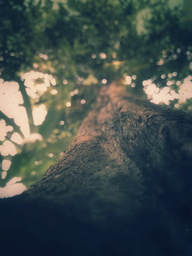 Blurry a Closeup View of a Tree Trunk, Stock Image - Image of passage ...