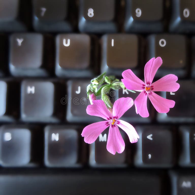 Computer Keyboard with Spring Flower Stock Image - Image of petal ...