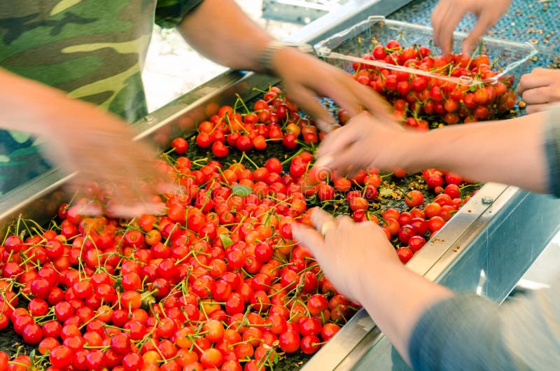 Blurry Farmer Hands Sorting and Processing Red Cherries Manually on ...