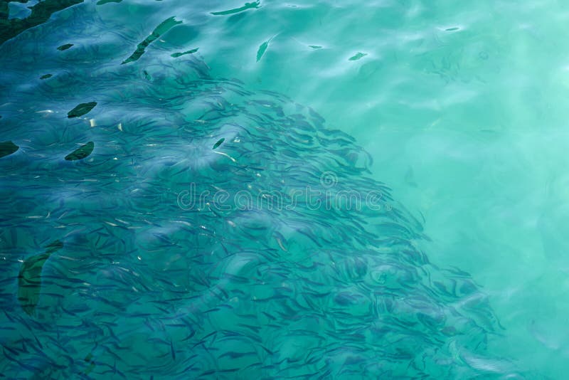 Blurry Fish in Tropical Water As an Abstract Background. Stock Image ...