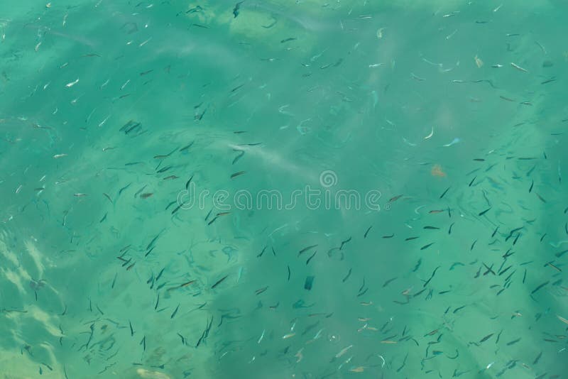 Blurry Fish in Tropical Water As an Abstract Background. Stock Photo ...