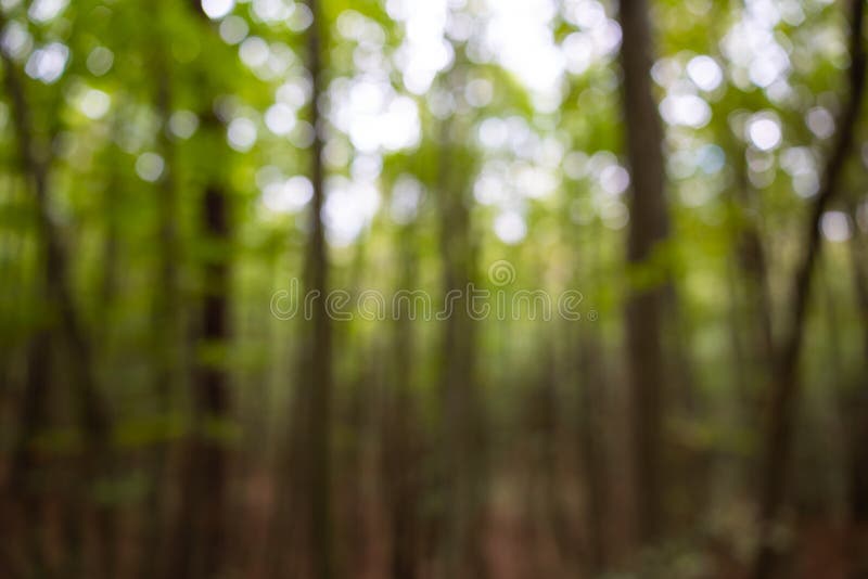 Blurry Forest Photo with Bokeh. Defocused Forest View Stock Image ...
