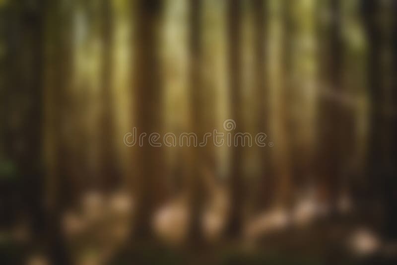 Blurry forest stock image. Image of nature, summertime - 255573087