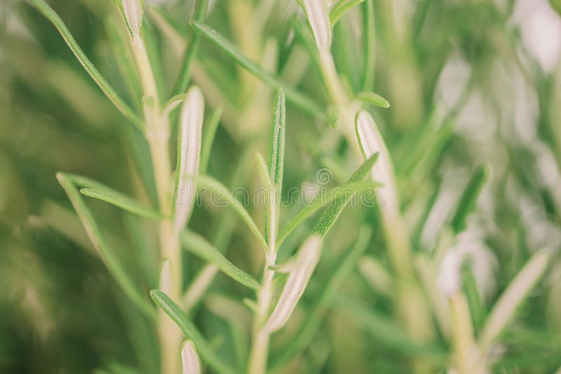 Blurry Green Plant Background Stock Image - Image of greenery, blurry ...