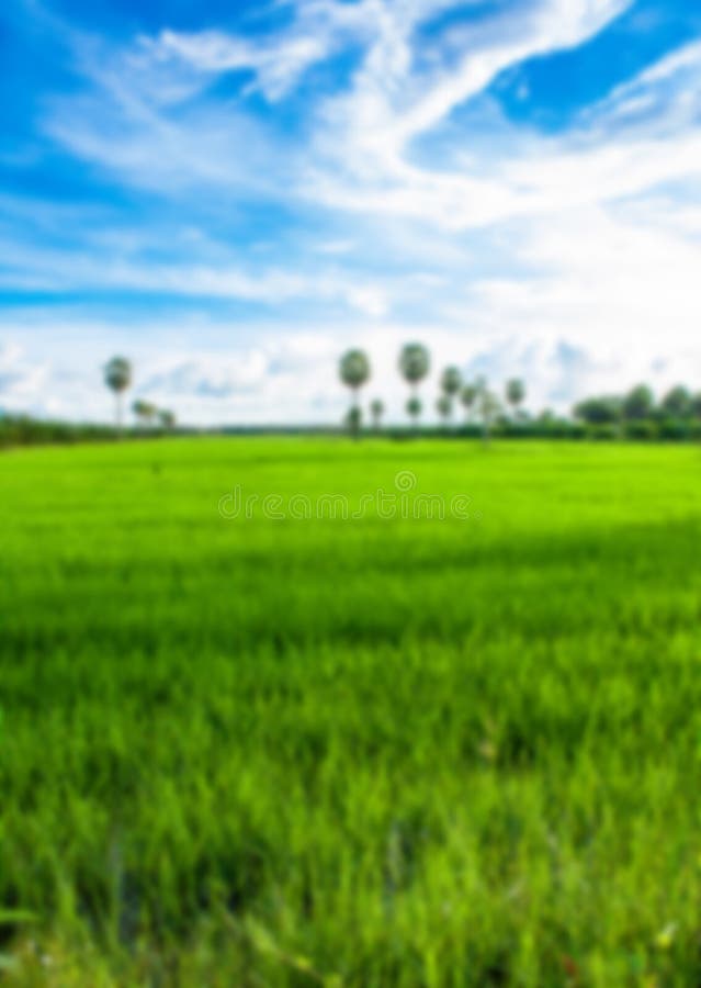 Blurry Green rice field stock photo. Image of background - 50321158