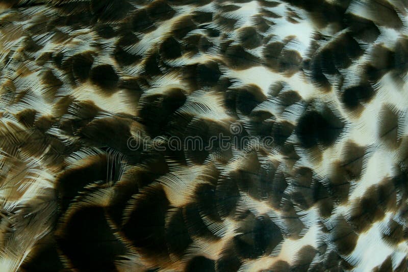 Falcon, Abstract Animal Concept Stock Photo - Image of background ...