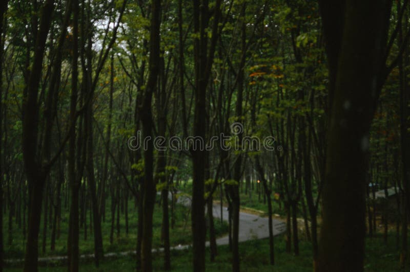 Blurry Image a Path in the Middle of the Forest Stock Photo - Image of ...