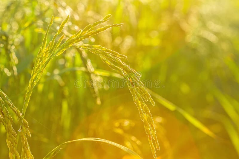 Blurry Light Rice Field Morning Light Flare Light Stock Photos - Free ...