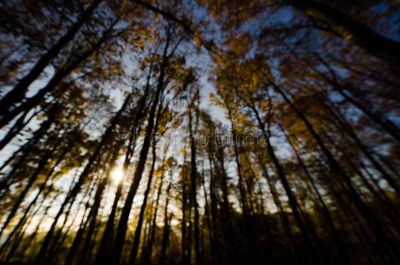 23,642 Blurry Forest Photos - Free & Royalty-Free Stock Photos from ...