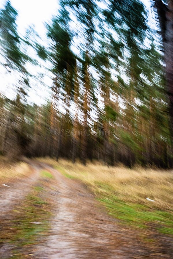 Blurry Motion Pine Forest Abstract Landscape Stock Image - Image of ...