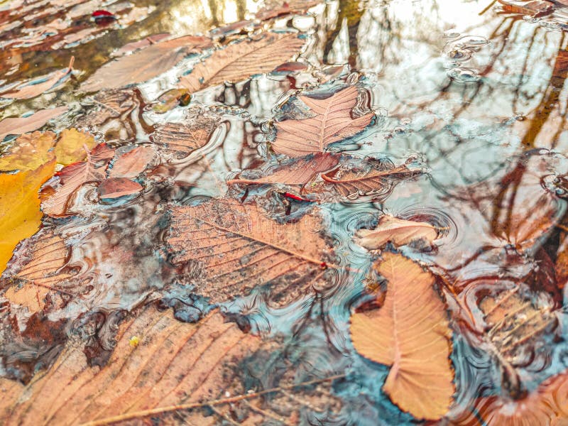 Blurry Reflections in the Water. Beautiful Autumn Landscape. Bright ...