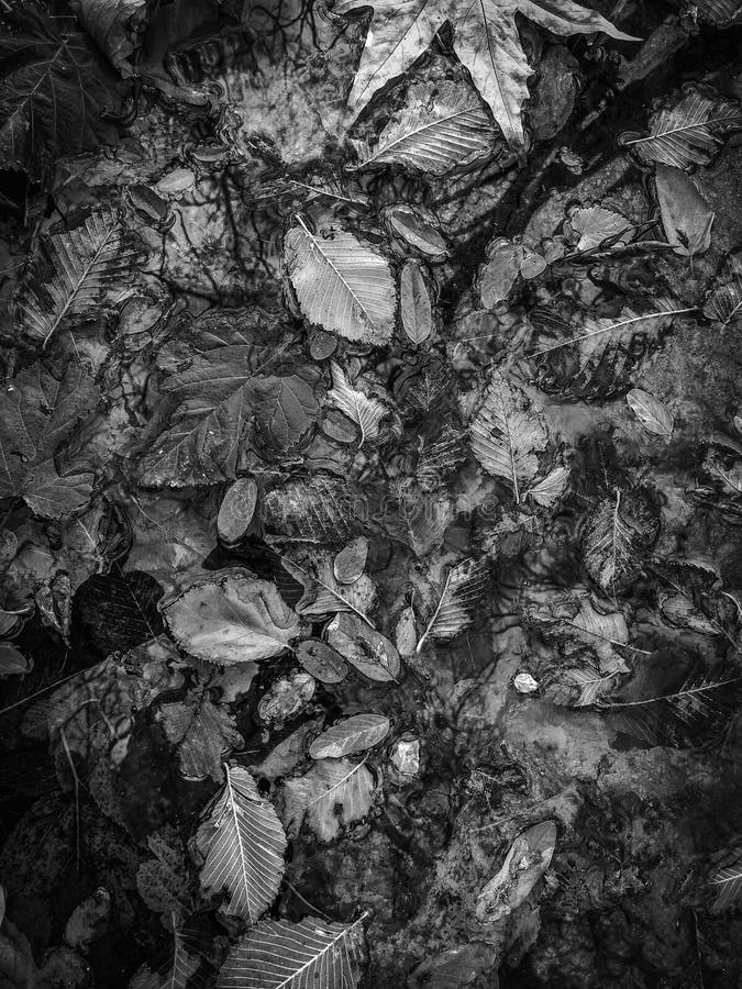 Blurry Reflections in the Water. Beautiful Autumn Landscape. Bright ...