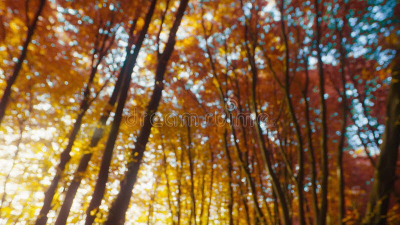 Blurry Rolling Shot of Autumn Trees in a Forest Stock Video - Video of ...