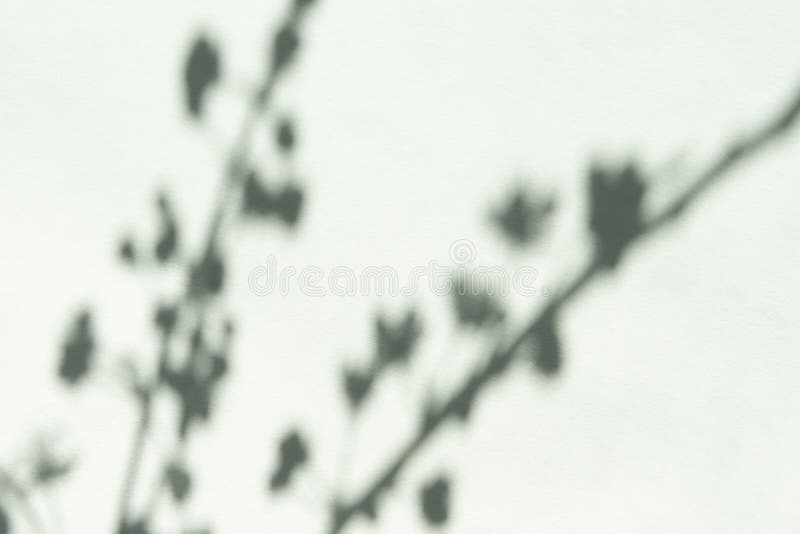 Blurry Shadow of Cherry Blossom on Blue Background Stock Image - Image ...