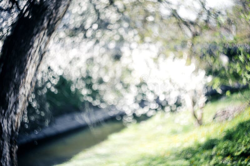 Blurry Spring Landscape with Blooming Trees and Sunlight Creating Soft ...