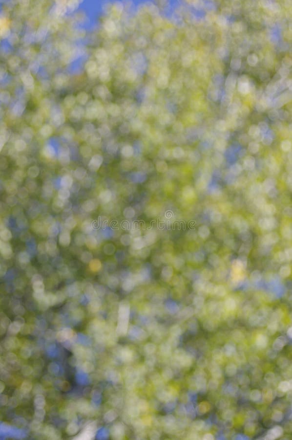 Blurry tree stock image. Image of bokeh, blue, tree, focus - 90803675