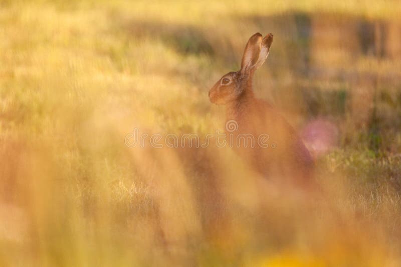 Blury Hare Sitting on Meadow in Beautiful Evening Sun. Stock Photo ...