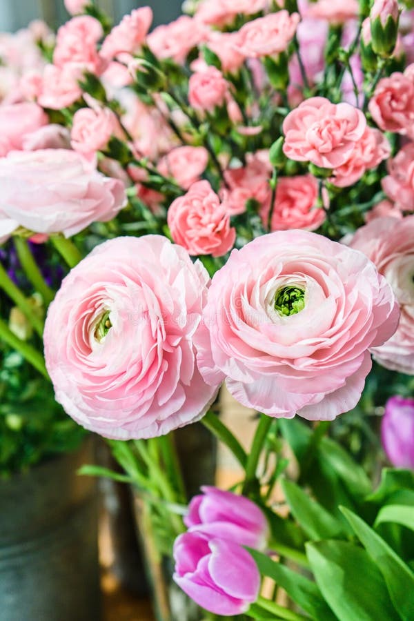 Blush Pink Ranunculus Carnations Bloom Stock Photos - Free & Royalty ...