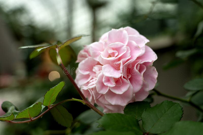 A Blush Pink Rose in Full Bloom Stock Photo - Image of plant, blush ...