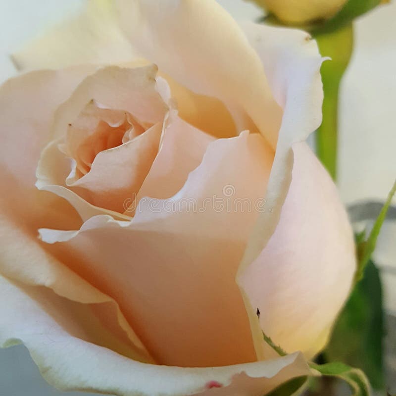 Blush Rose stock image. Image of rose, beginning, blush - 90635281