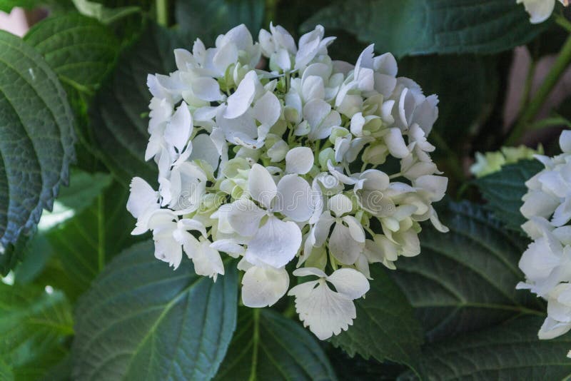 Blushing Bride Endless Summer Mophead. Hydrangea. Hydrangea Bushes ...