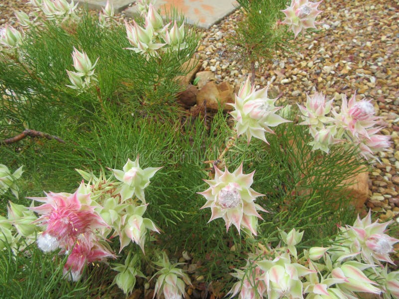 Protea Blushing Bride Flowers Stock Image - Image of flower, beautiful ...