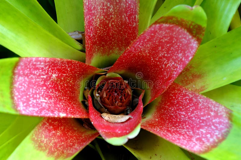 Blushing Bromeliad stock photo. Image of plant, blushing - 12329942