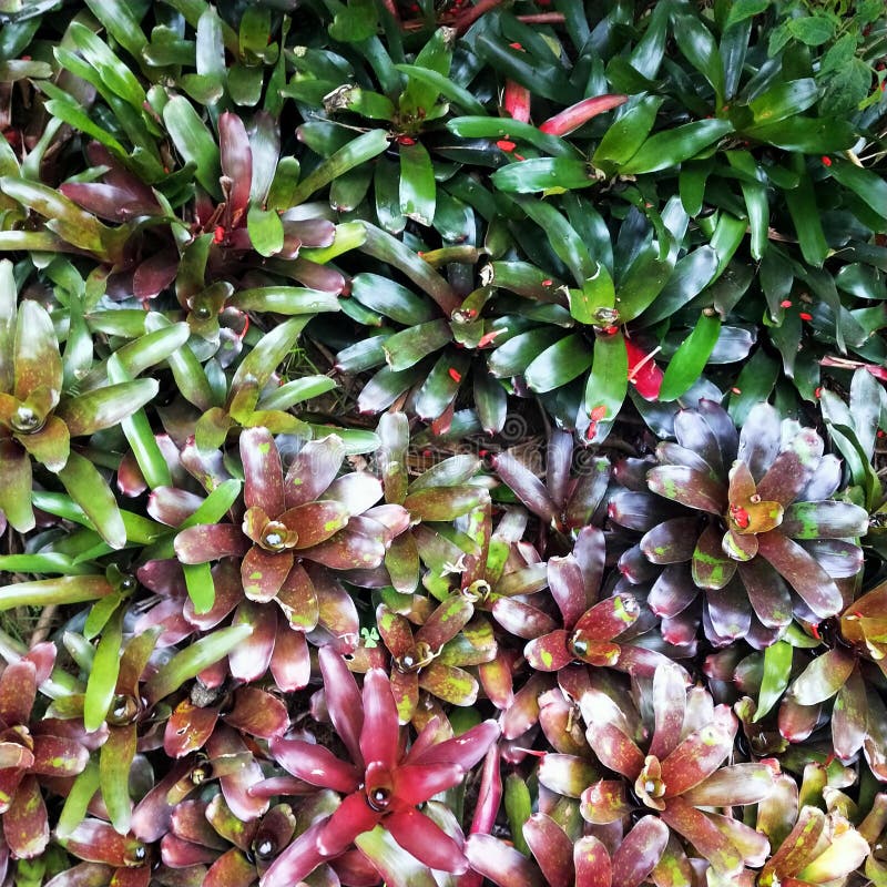 The Blushing Bromeliad & X28;Neoregelia Carolinae& X29; Stock Photo ...