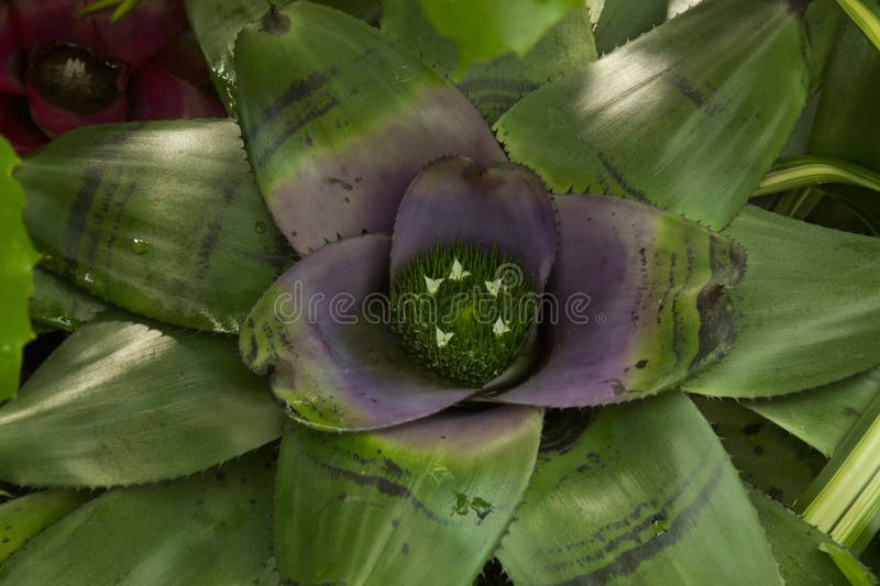 The Blushing Bromeliad (Neoregelia Carolinae). Stock Photo - Image of ...