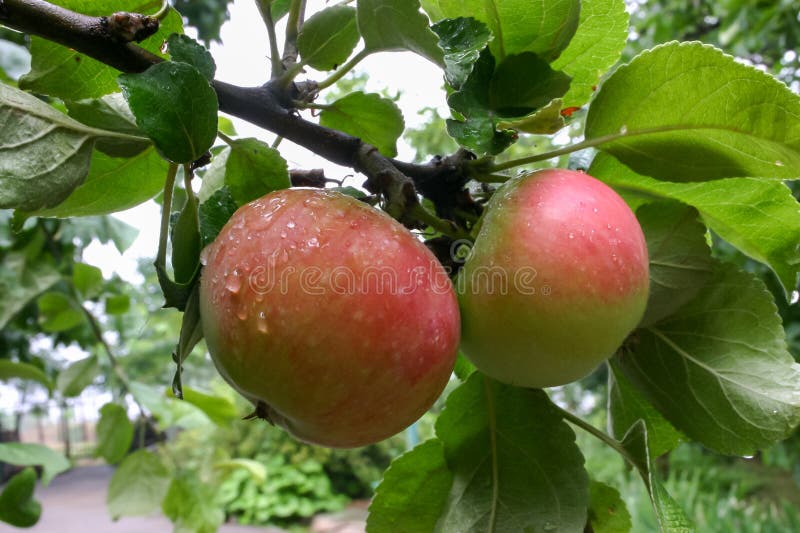 Blushing Apples on the Apple Tree Branch Stock Photo - Image of eating ...