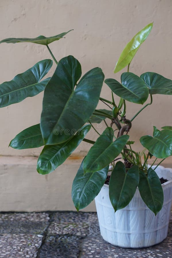 Blushing Philodendron Plant Stock Photo - Image of food, textured ...