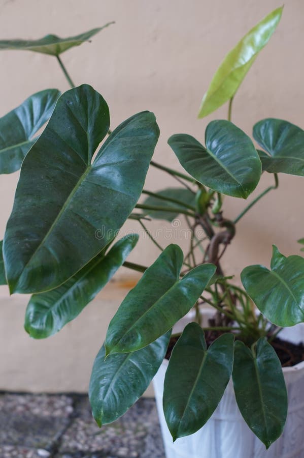 Blushing Philodendron Plant Stock Image - Image of branch, philodendron ...