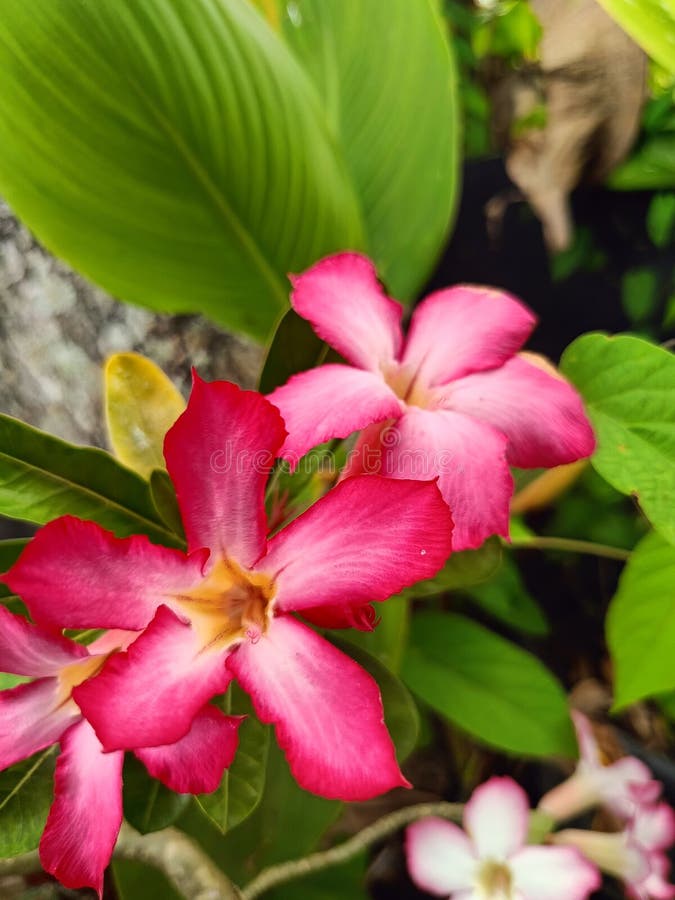 Blushing red flowers stock photo. Image of blushing - 381079730