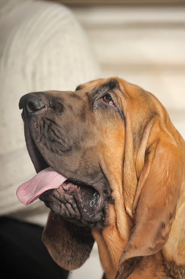 Bluthund Welpe Archivbilder - Abgabe des Download-79 geben Fotos frei