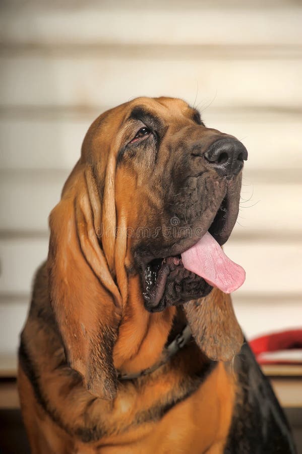 Bluthund-Welpe stockfoto. Bild von haarig, loyal, wekzeugspritze - 14666484