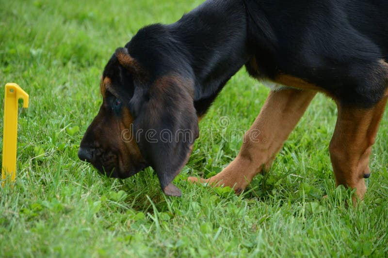 Bluthund-Welpe stockfoto. Bild von haarig, loyal, wekzeugspritze - 14666484